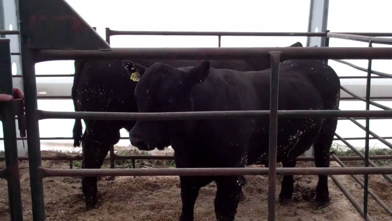 Varilek Angus, Geddes South Dakota - YouTube
