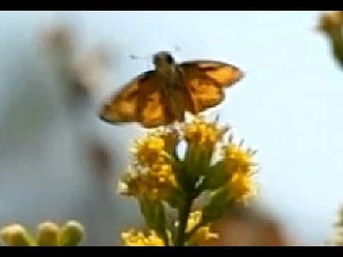 Slow Motion Insect Fly-Offs 300/600fps Casio EX-F1 V06291 - YouTube