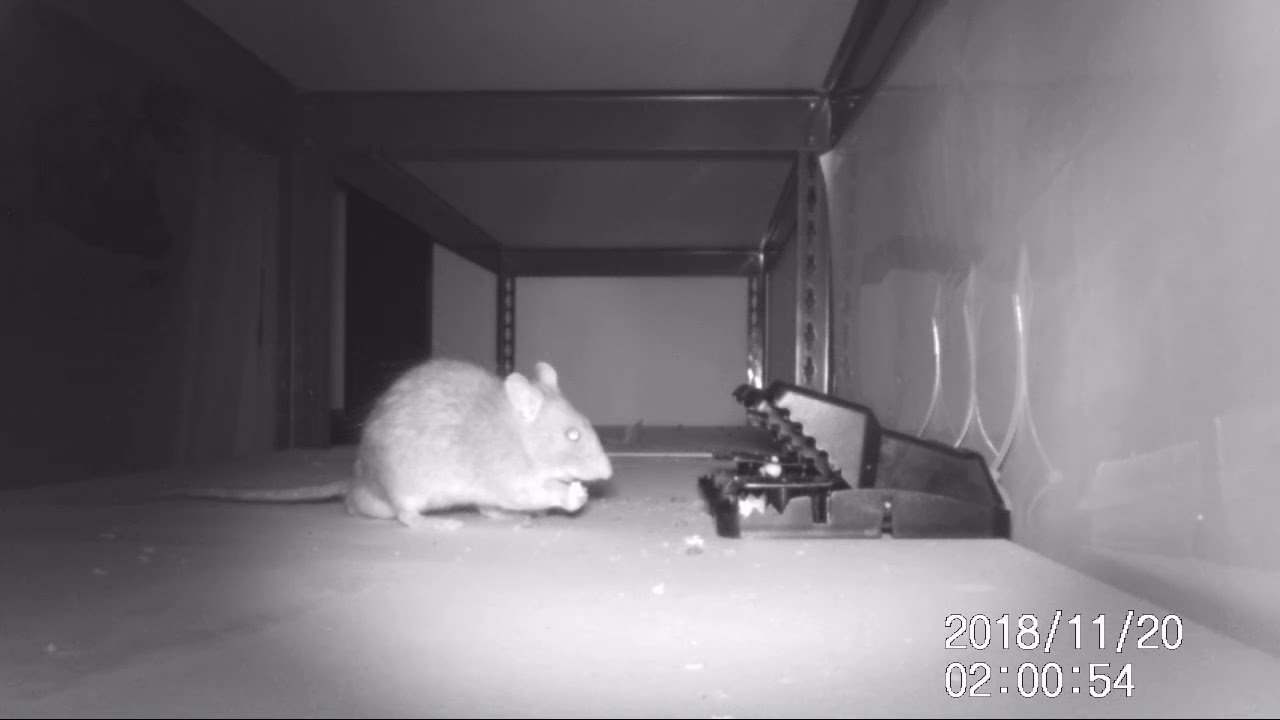 Roof rat meets Trap.mp4 - YouTube