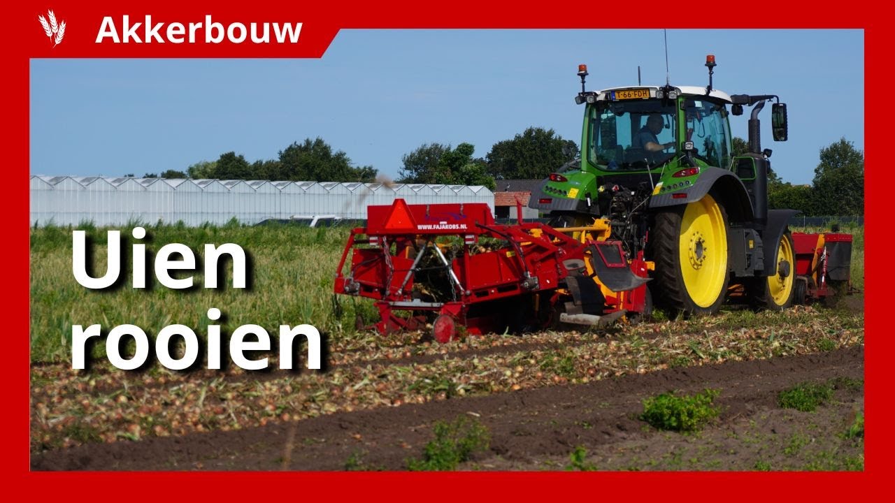 Uien rooien verloopt naar tevredenheid - YouTube