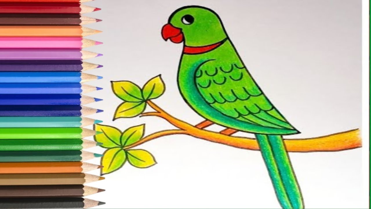 How to darw bird darwing /parrot darwing /Bird darwing colour /step by ...