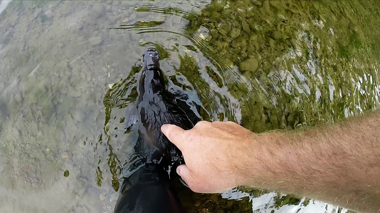 Playing with a friendly platypus - YouTube