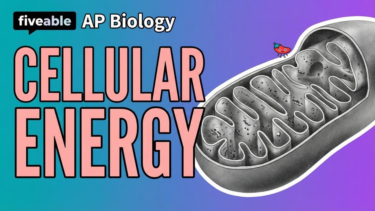 AP Biology - Cellular Respiration & Photosynthesis | Fiveable Cram Archive