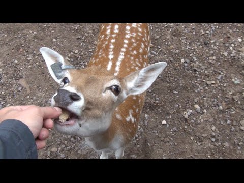 Hand Feeding Some Deer - YouTube