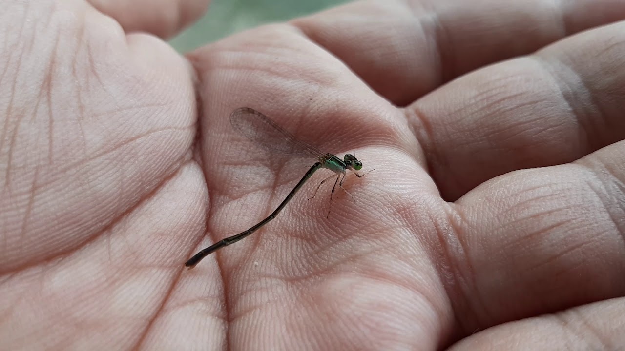 Tutubing Karayom | Damselfly - YouTube