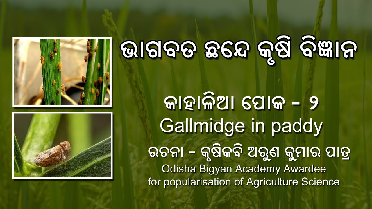 Rice gall midge is a pest of paddy crop, causes a tubular gall at the ...