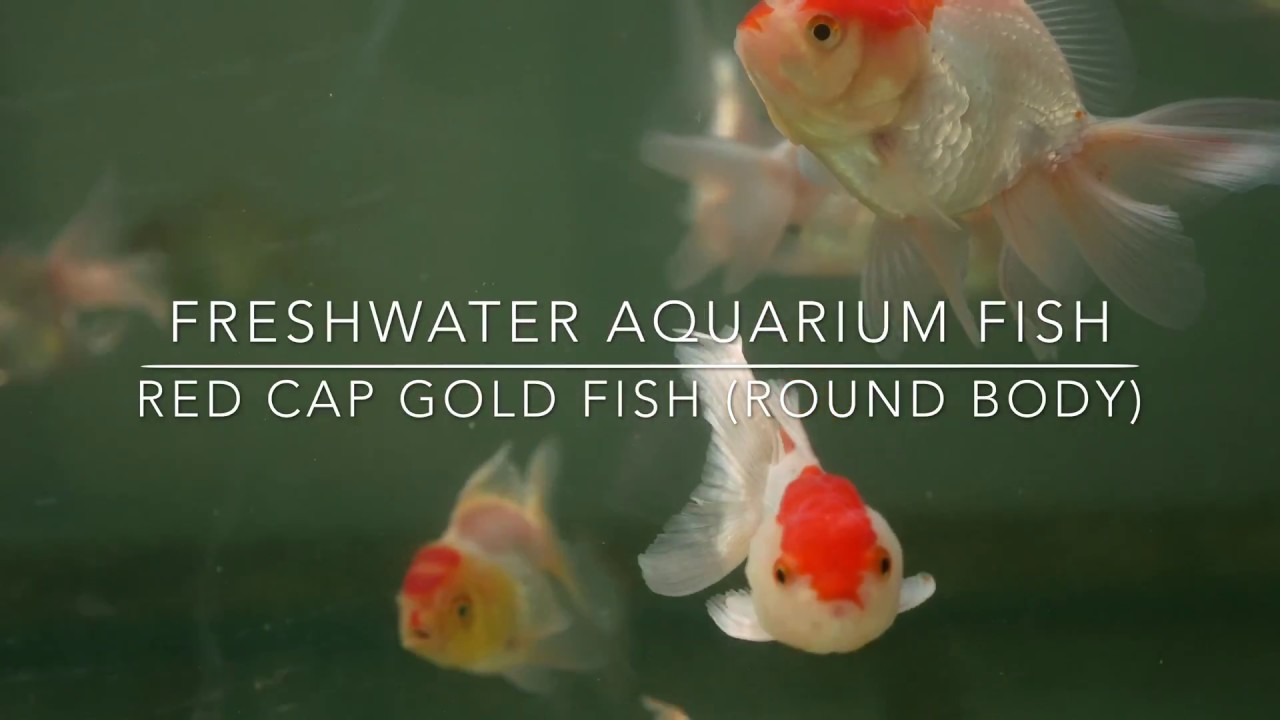 red cap gold fish (round body) - YouTube