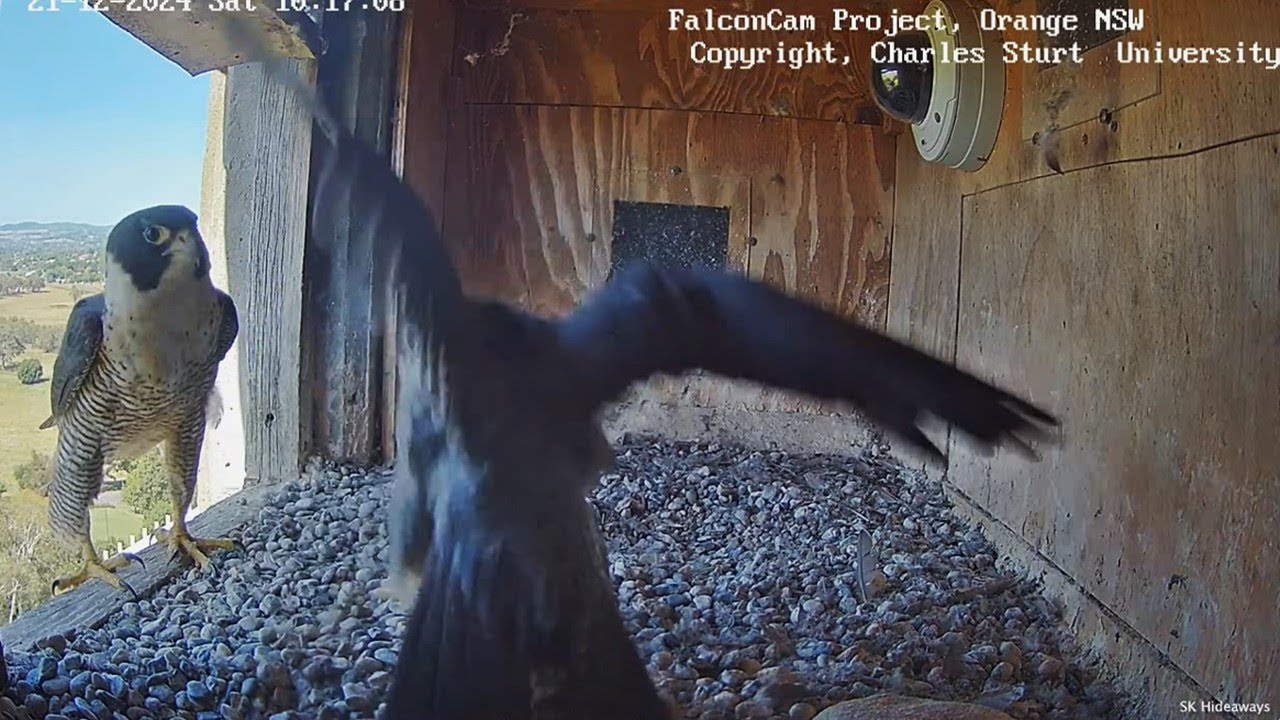 FalconCam Project: Intruder Surprises Xavier in the Nest 🫢 Drama ...