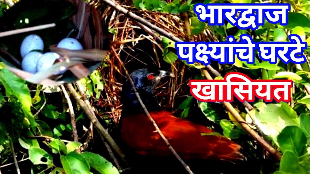 bhardwaj pakshyanche gharte | भारद्वाज पक्ष्यांचे घरटे | bhardwaj ...