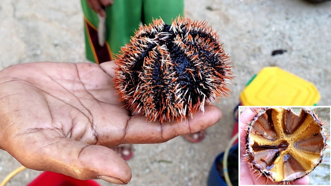 Eating Fresh Sea Urchin Roe | Uni | Salungo | Swaki | Puerto Galera ...