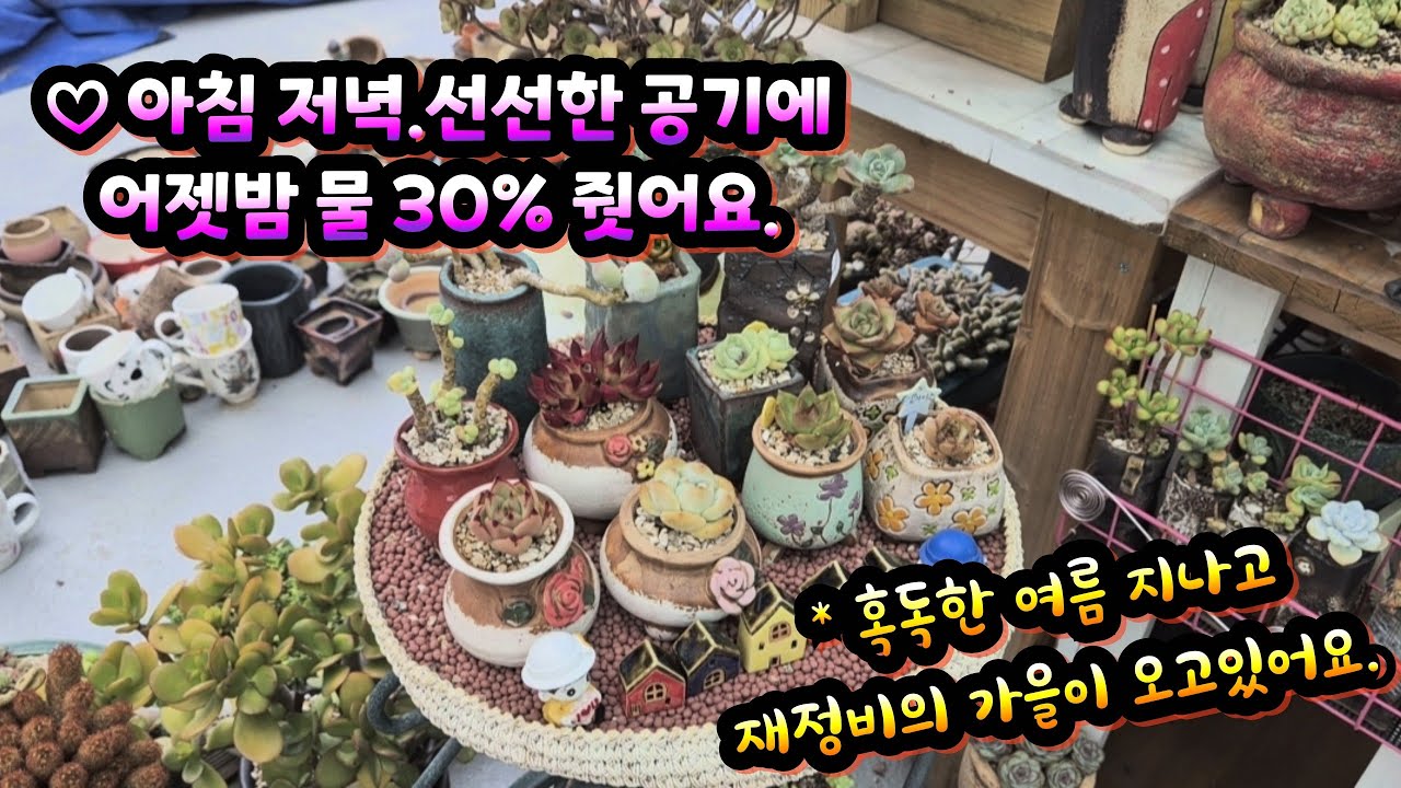 분갈이도하고 빈화분정리도하고~♥️ 다태기는 가라 살아있는 육이들 물주고 재정비해요옥상다육 옥상하우스 다육 하늘정원