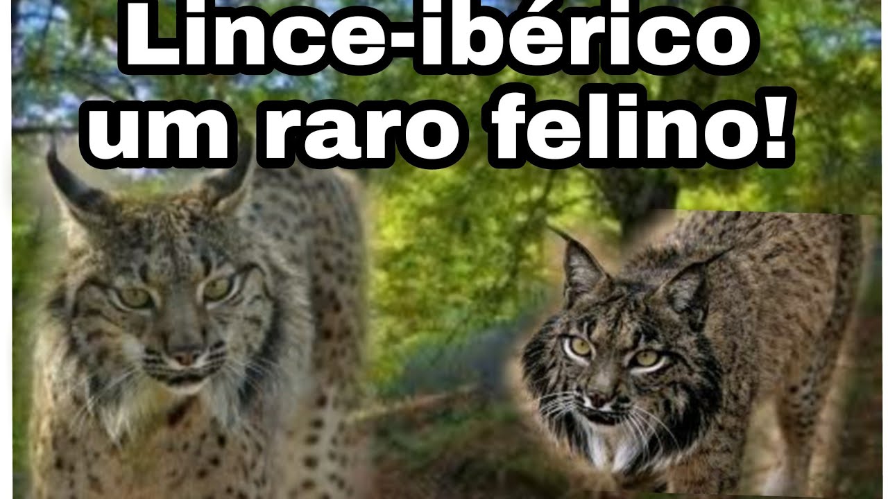 LINCE-IBÉRICO!CONHEÇA ESSA LINDA E RARA ESPÉCIE DE FELINO QUE VEVI NA ...
