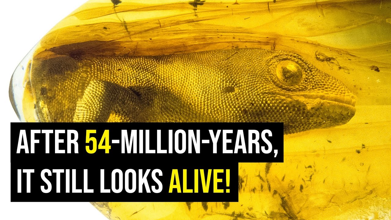 54-Million-year-old Gecko, Trapped In Amber, Still Looks Alive! - YouTube