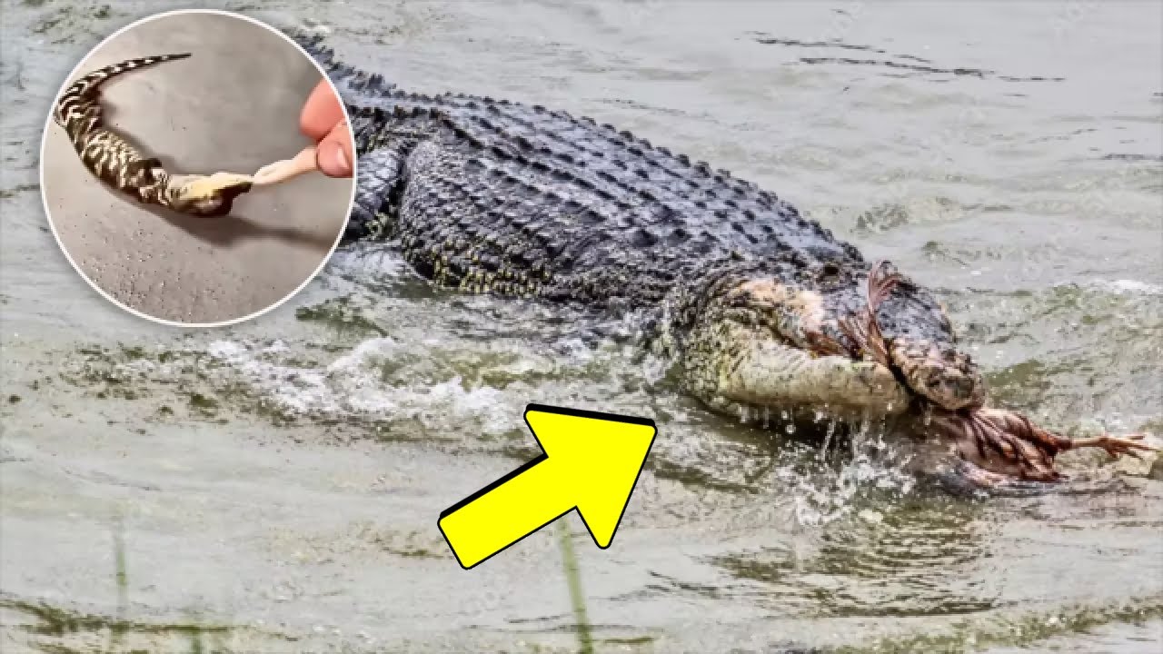 What Happens When a Crocodile Catches You? The Death Roll Breakdown! 🐊😨 ...