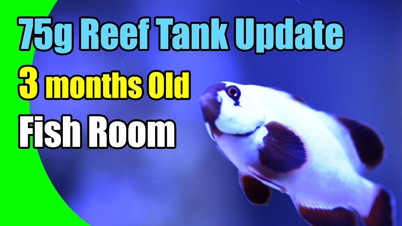 75g Reef Tank update, 3 months 0ld | Fish Room Part 5 - YouTube