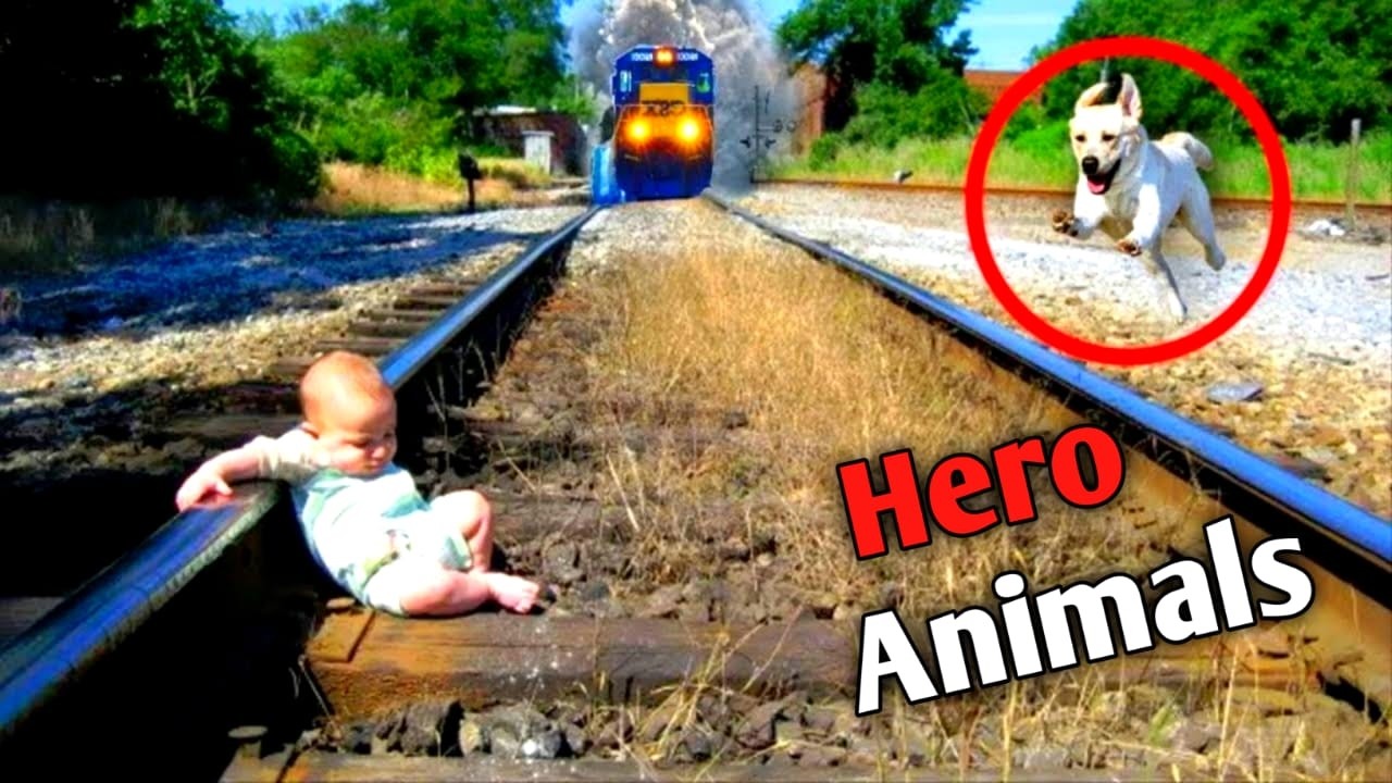 70 Hero Animals That Saved Human Lives| Best moment Caught On Camera ...