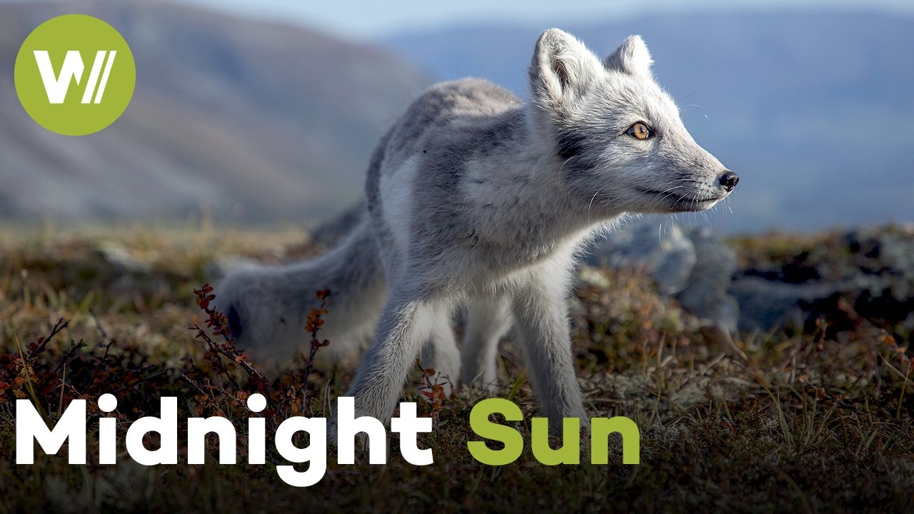 Endless Daylight: How Animals Survive the Arctic’s Most Extreme Season ...