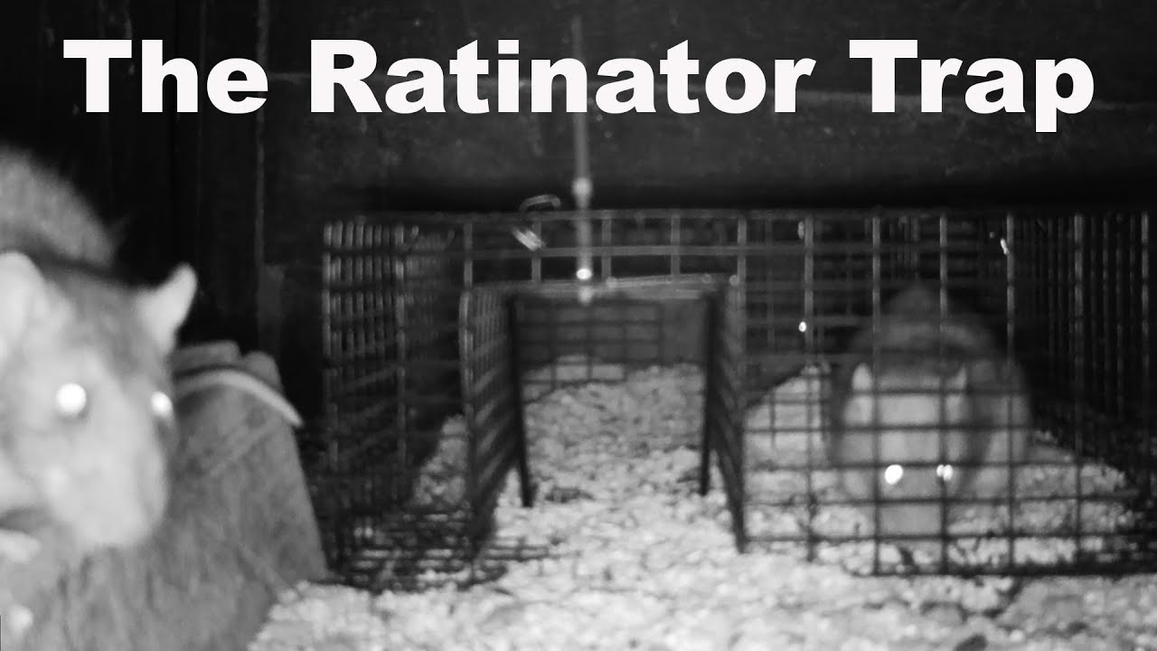 The Ratinator Rat Trap Huge Fail Mousetrap Monday Youtube