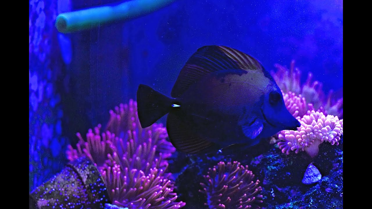 How I treat ich in the main display reef tank 4K - YouTube