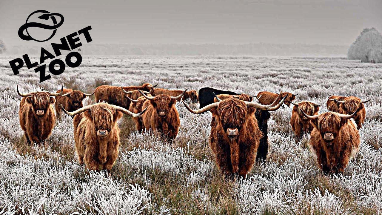 AN EPIC HIGHLAND CATTLE ENCLOSURE!! || PLANET ZOO - YouTube