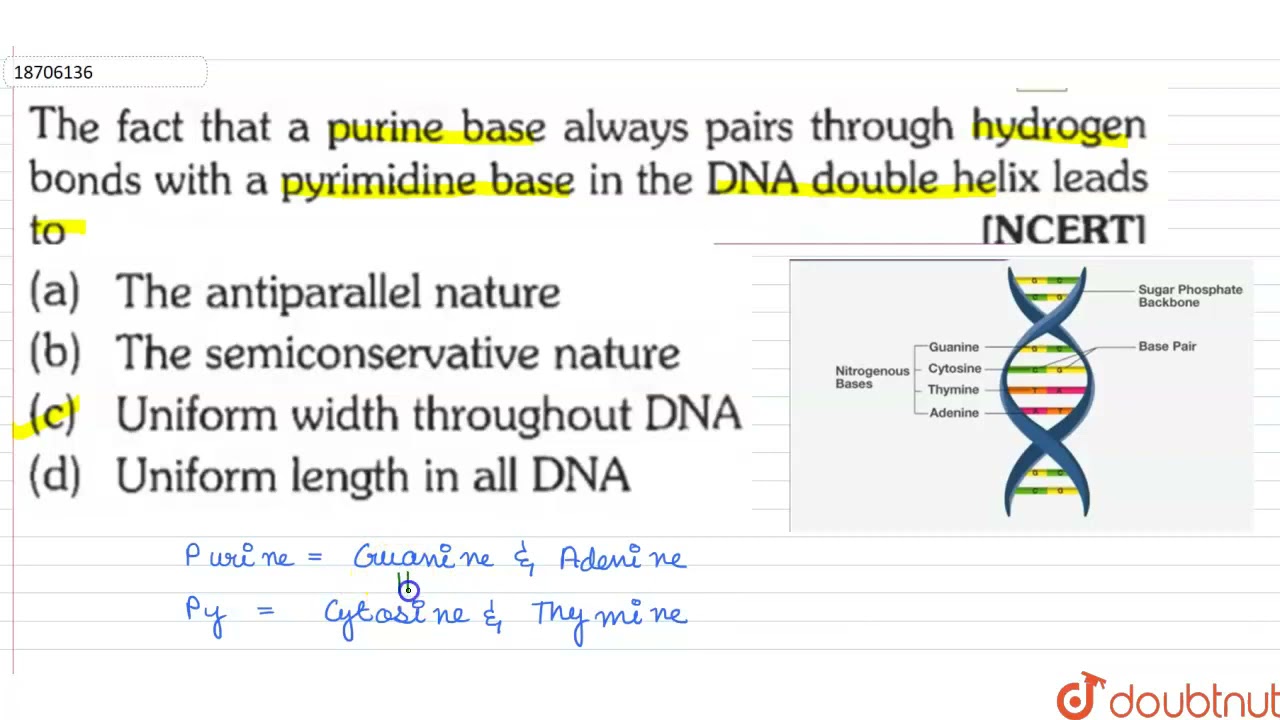 the fact that a purine base always pairs through hydrogen bonds with a ...