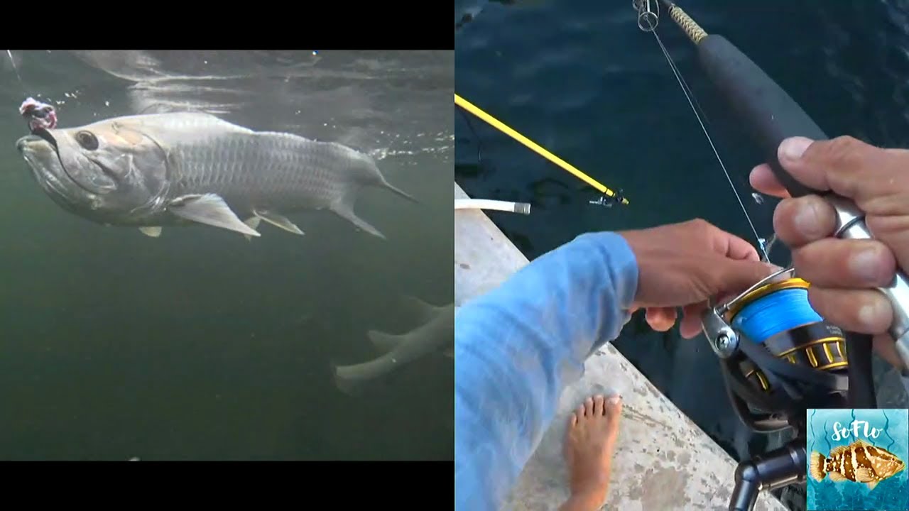 Dock TARPON FISHING with UNDERWATER CAM! So Many TARPON! Florida Keys ...