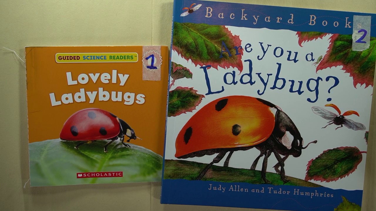 Compare and Contrast with 2 Ladybug books - YouTube