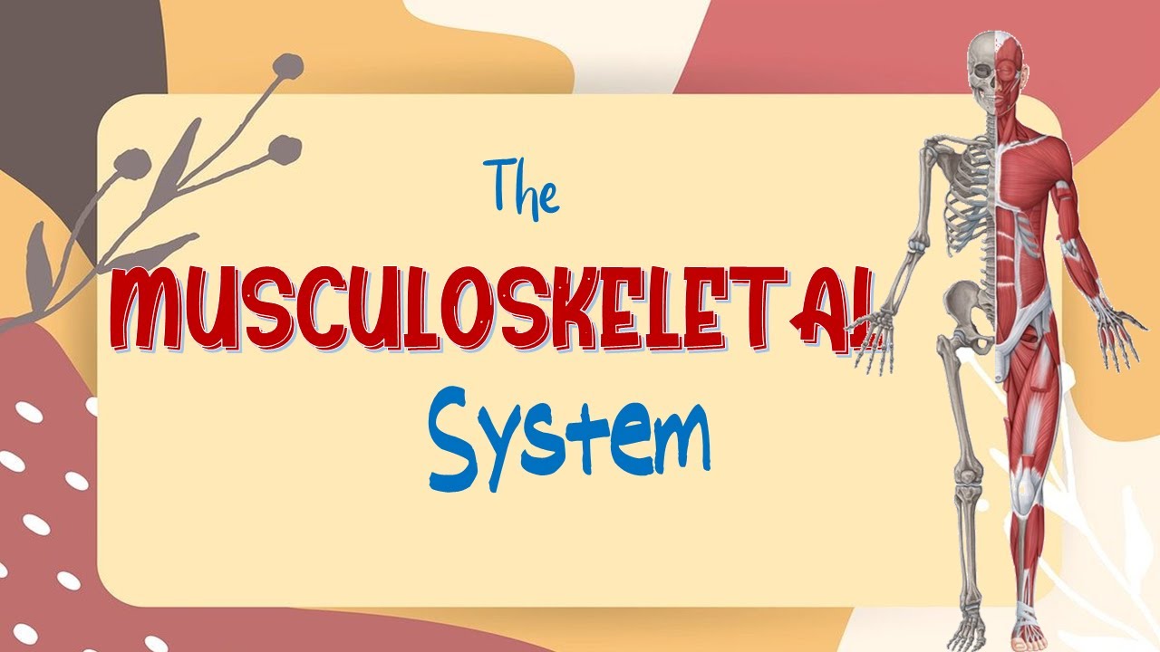G6 Science Musculoskeletal System - YouTube