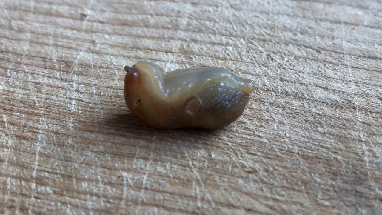 The Slug Roll - YouTube