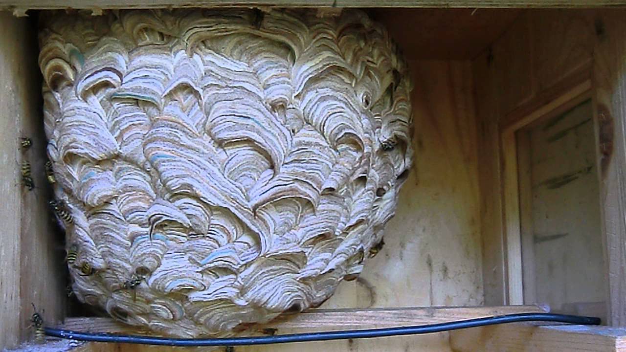 Nest von Vespula vulgaris am 13.07.2013 - YouTube