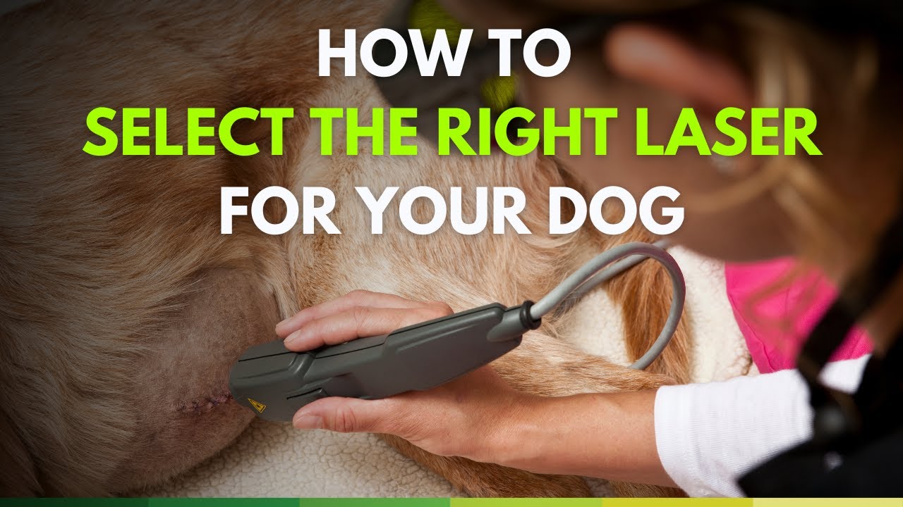 How to Select the Right Laser Device for Your Dog | Expert ...