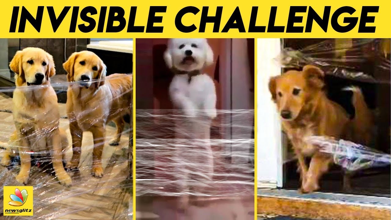 நாங்களும் challange பண்ணுவோம் களமிறங்கிய செல்லப்பிராணிகள் | Invisible ...