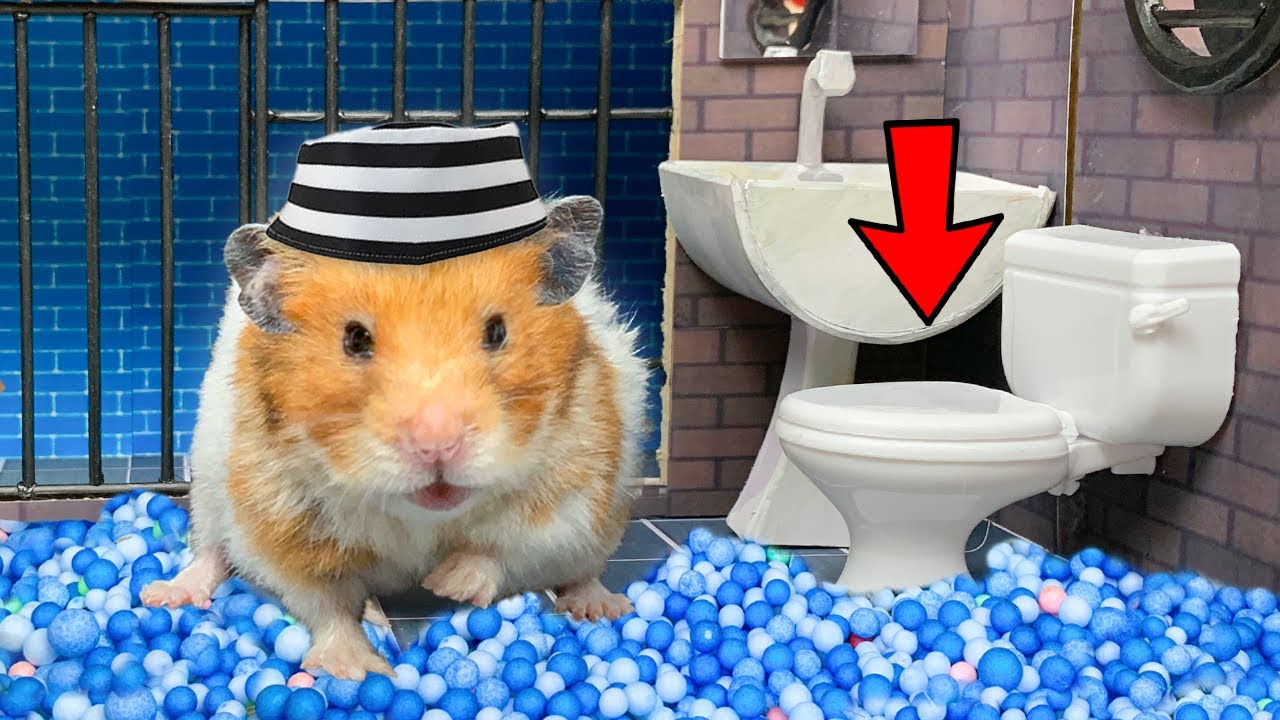 🐹 Hamster Escapes the Jail Maze for Pets in real life 🐹Hamster Prison ...