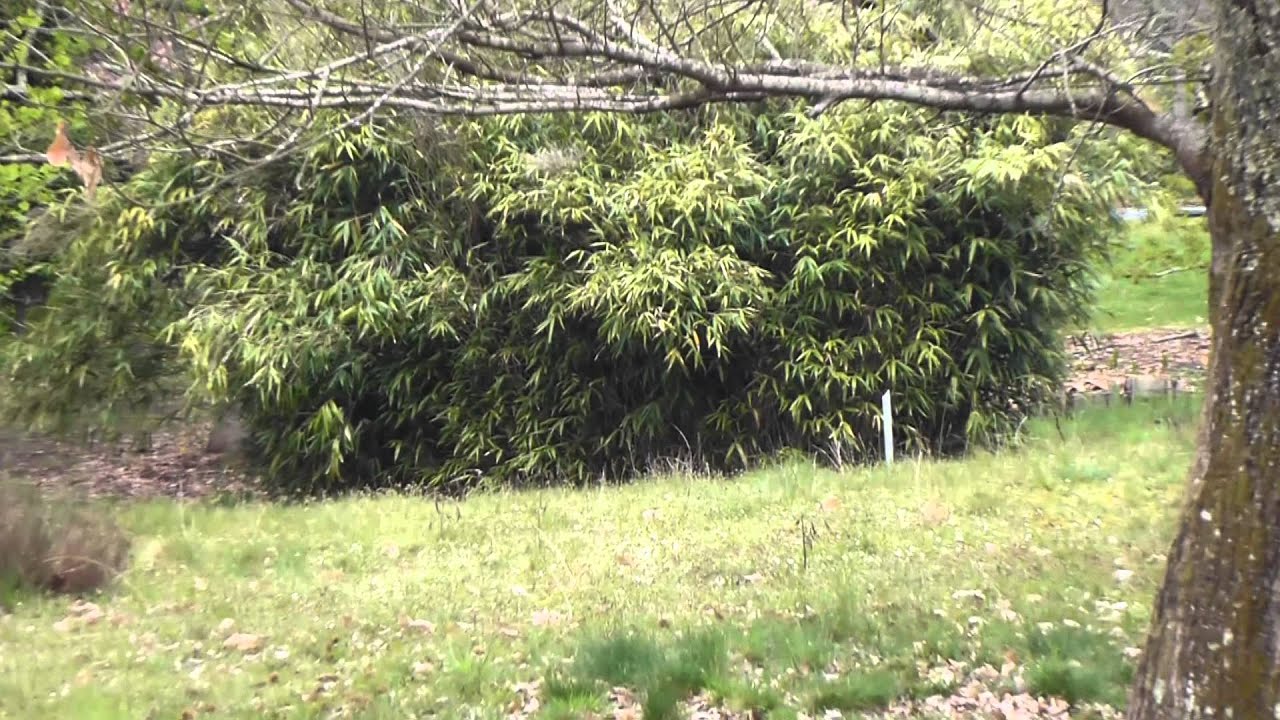 bambou tabashir.MTS - YouTube