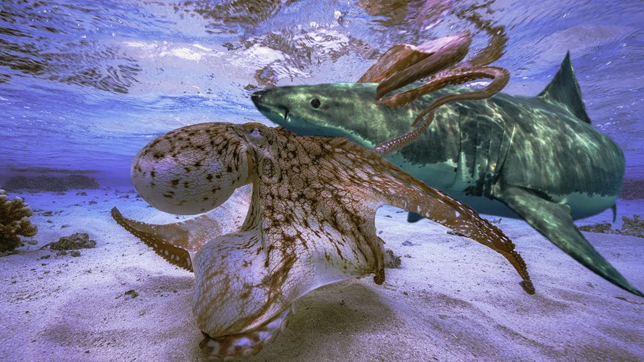 White Shark Attack Octopus _ The Octopus Mother Protects Her Newborn ...