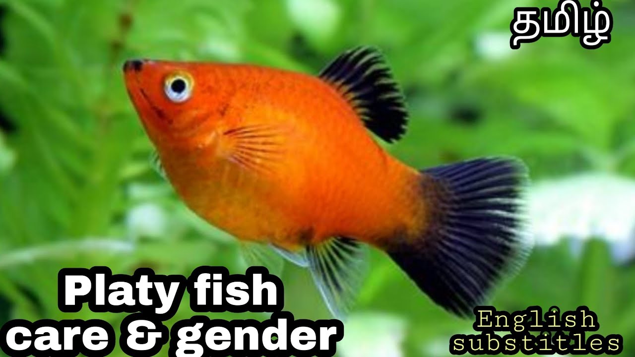 Platy fish care & info | Gender identification | Aquapets & farm - YouTube