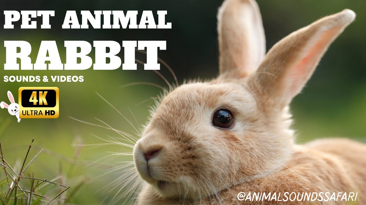 ANIMAL SOUNDS : Rabbit Sounds : Rabbit Videos by animalsoundssafari ...