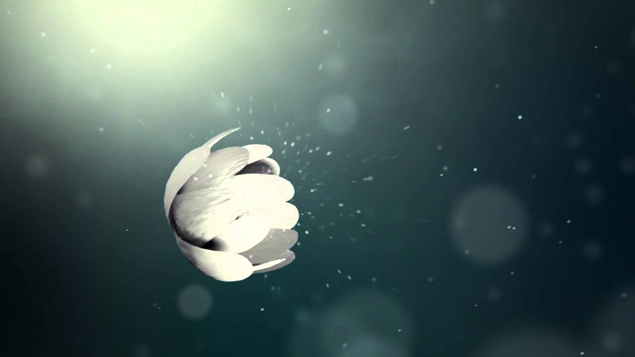 White flower Intro Video ( After effects, sony vegas, premier pro ...