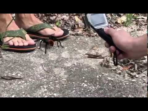 Tarantula en Tulum - YouTube