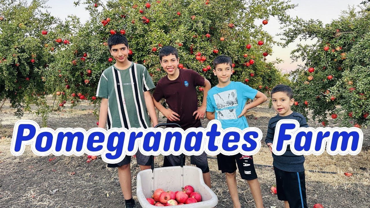 Piking fresh pomegranates from farm in California #pomegranate #farm # ...