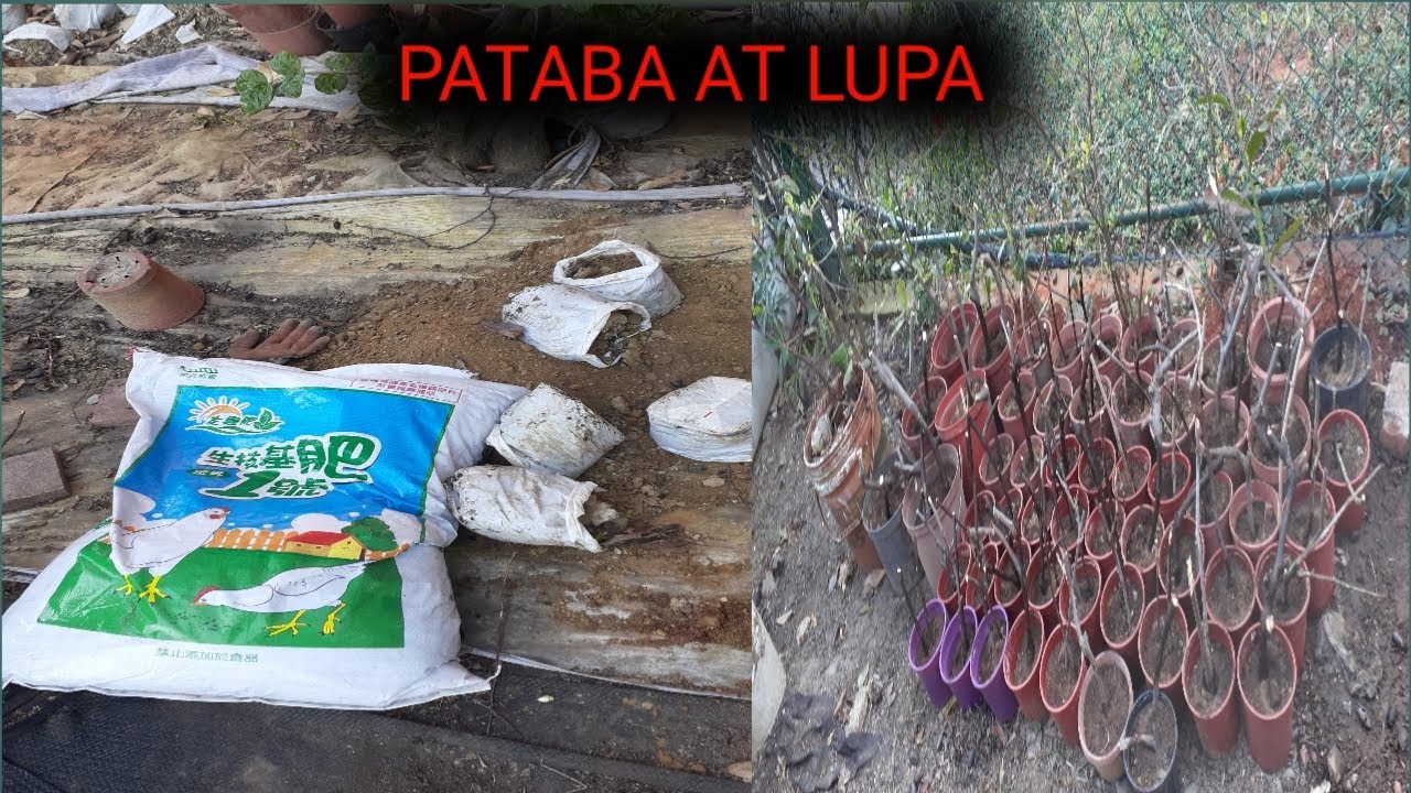 PAGHALO NG LUPA AT PATABA - YouTube