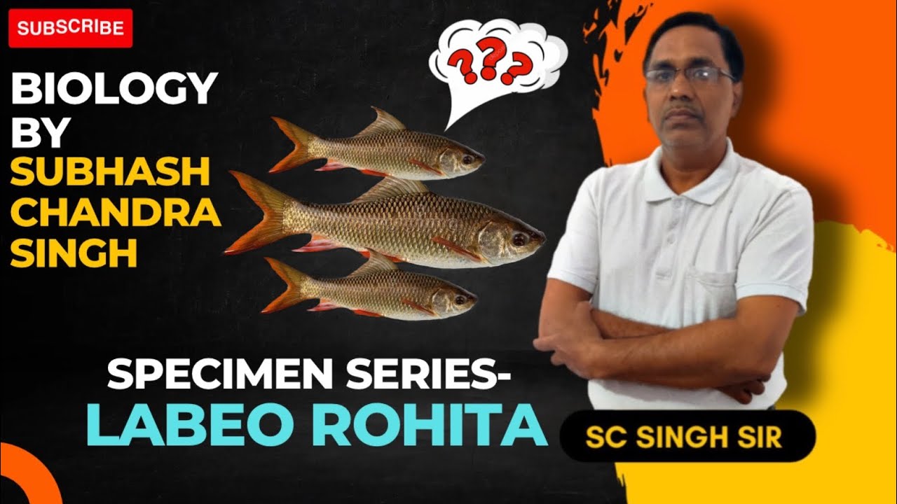 Biology-Labeo rohita - YouTube