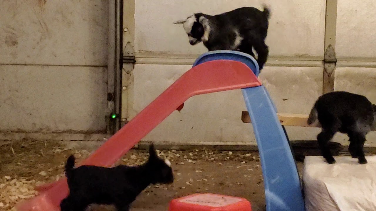 Baby Goat playtime continues - YouTube