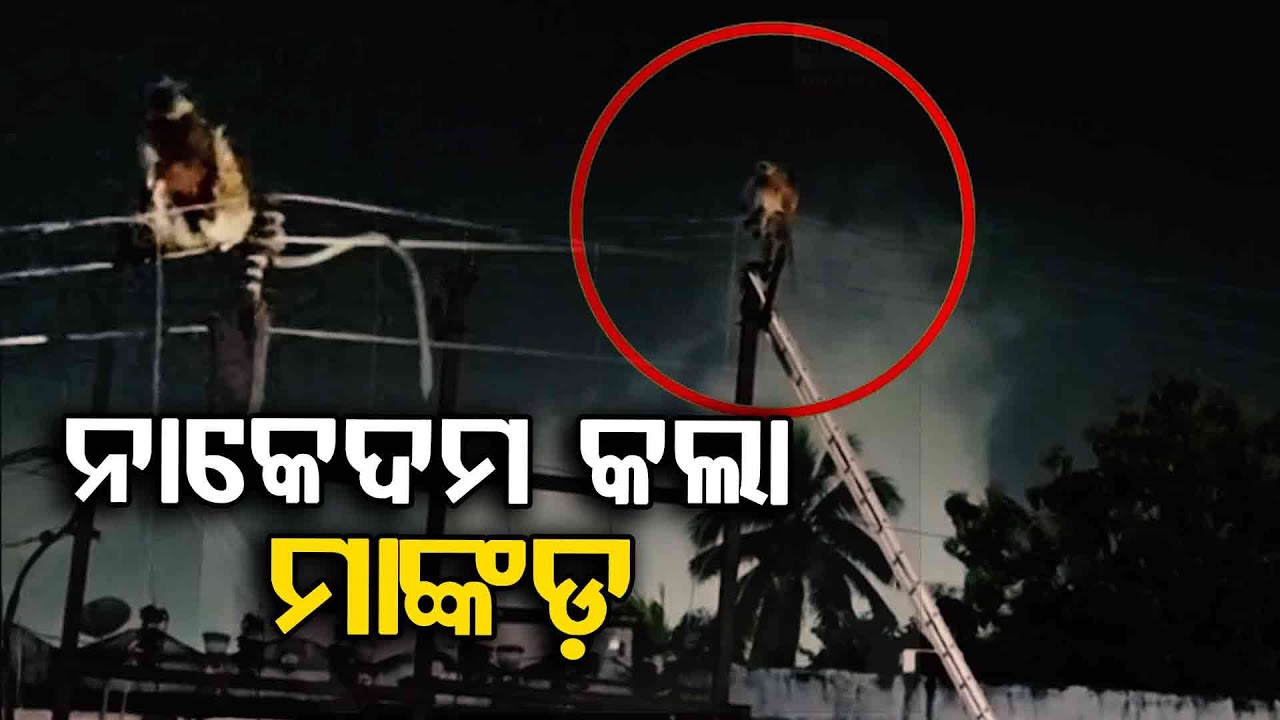 Mischievous Monkey Climbed A High Voltage Electric Pole In Cuttack's ...