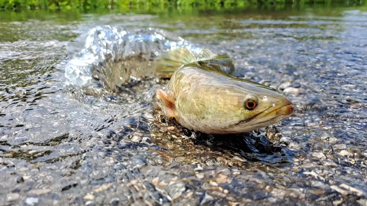 amazing fishing - catching a lot of fish on the road at field by hand a ...