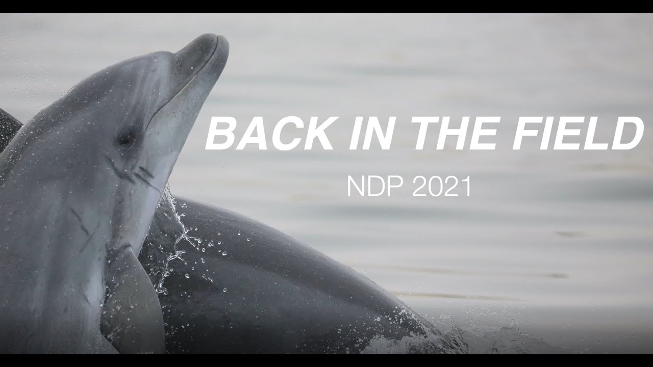Namibian Dolphin Project Field Work - June 2021 - YouTube