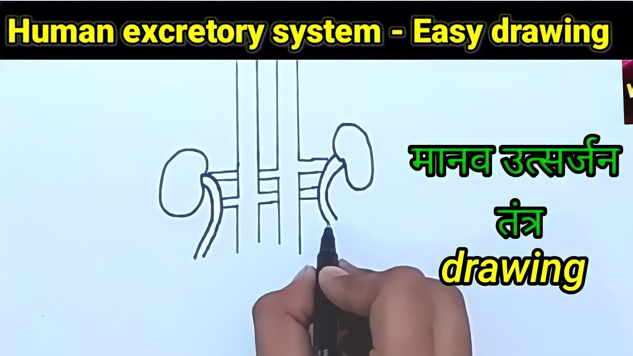 How to Draw Human Excretory System easily - step by step // मानव ...