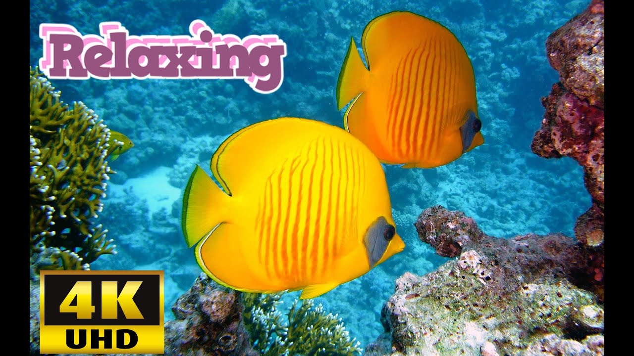 Undersea experience: Watching live fish is a refreshing and relaxing ...