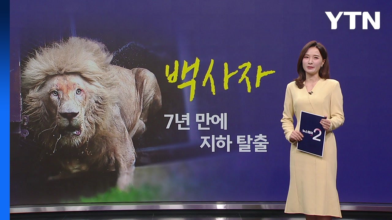백사자, 7년 만에 지하 탈출 [앵커리포트] / YTN - YouTube