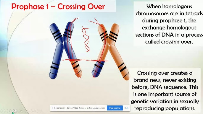 Random Fertilization